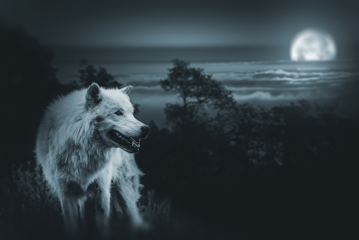 Wolf Moon Lore & a Guide to Lunar Phases | Living Wicca Today